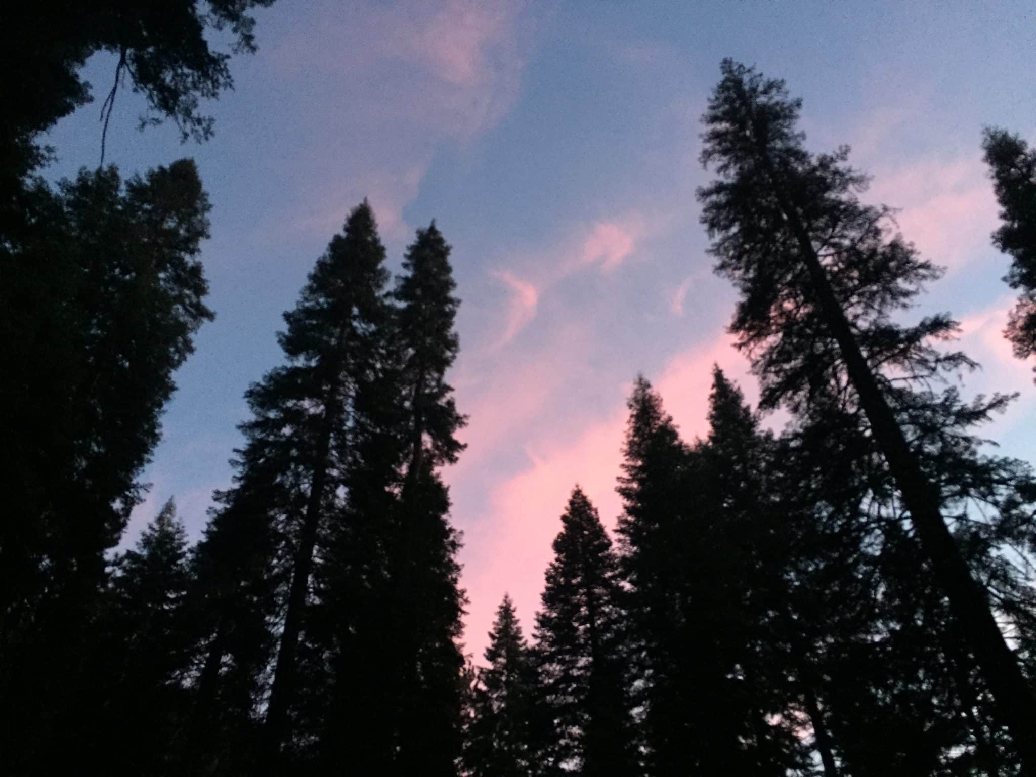 Sequoia National Park - The World's Biggest Trees